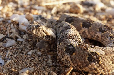 Venomous Snake Poisonous Horned Free Photo On Pixabay Pixabay
