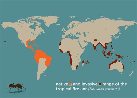 Tropical Fire Ant Distribution Image Eurekalert Science News Releases