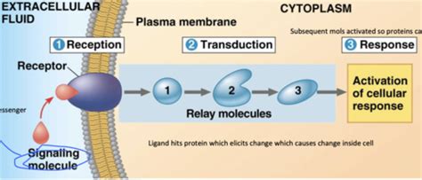 LECTURE BIOC Flashcards Quizlet