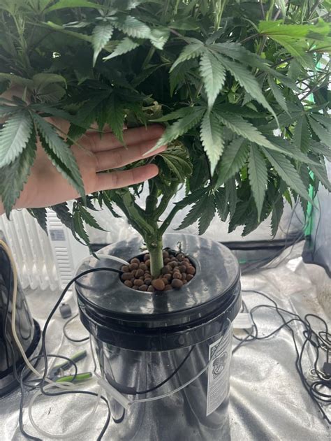 First Dwc How Do I Make My Roots Pretty Week 6 Flower Rdwc