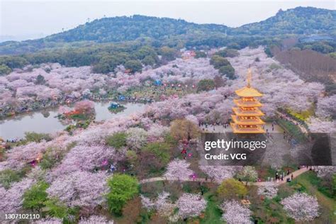 East Lake Cherry Blossom Garden Photos And Premium High Res Pictures