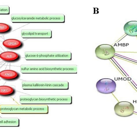 Bioinformatic Analysis Of Bio Association Network By Pubgene And String