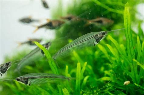 Ghost Glass Catfish Detailed Guide Care Diet And Breeding Shrimp