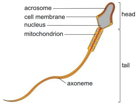 Sperm Structure