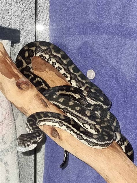 Male South West Carpet Python Reptile Sales Oz