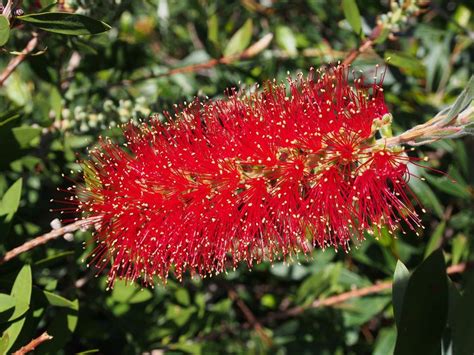 Melaleuca Citrina Alchetron The Free Social Encyclopedia