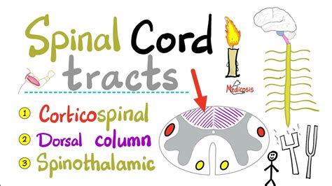 Spinal Cord Tracts Corticospinal Dorsal Column And Spinothalamic Tracts Tractology