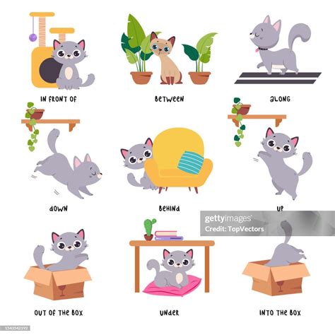 Cute Grey Cat Demonstrating Prepositions With Different Object Vector