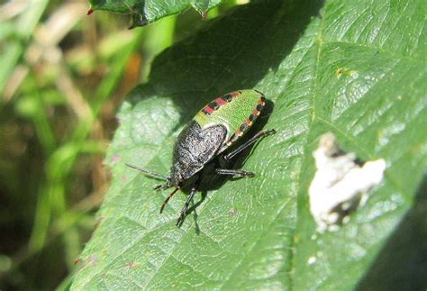 Gorse Shieldbug Gedling Conservation Trust Nottingham