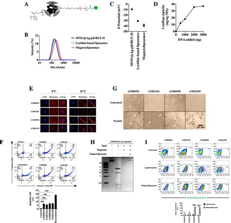 Mlps Internalization And Their Impact On The Mps Iva Fibroblast