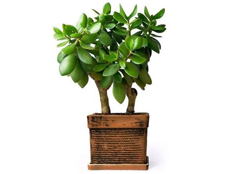 10 комнатных растений не требующих особого ухода