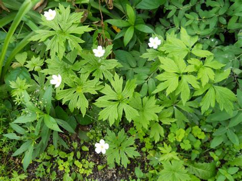 Canada Anemone Anemone Canadensis 03 Wild Flowers Of Sleepy
