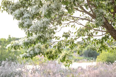 진욱 아주작은사진전시회 여름의채색 이팝꽃 피는 길 내마음에너를담아 개정판 출판기념 코로나가 주춤 하던 때 그해 가장 아름다웠던 이팝꽃 길을 걸었다 우리