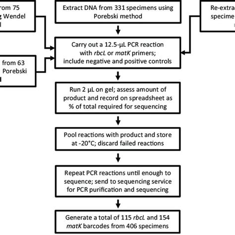 Molecular Biology Workflow Used For Processing Specimens Dna Download Scientific Diagram