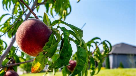Planting Fruit Trees In The Home Landscape Homegrown Nc State University