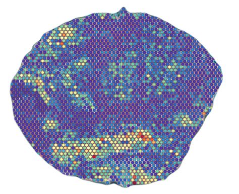 Single Cell And Spatial Sequencing Services Discovery Life Sciences
