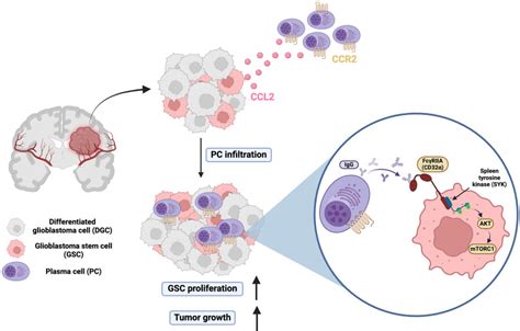 Plasma Cell And Cancer Stem Cell Crosstalk In Glioblastoma Cancer Cell