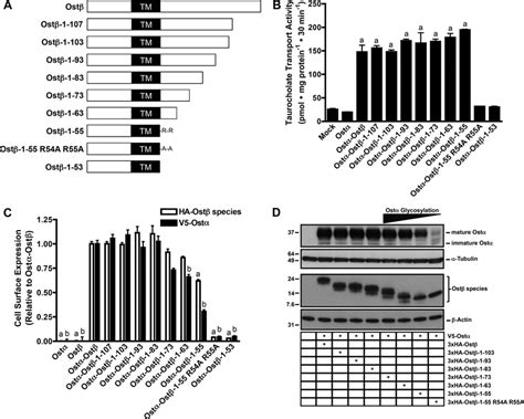 Effects From C Terminal Truncation Of Ost A Ost C Terminal