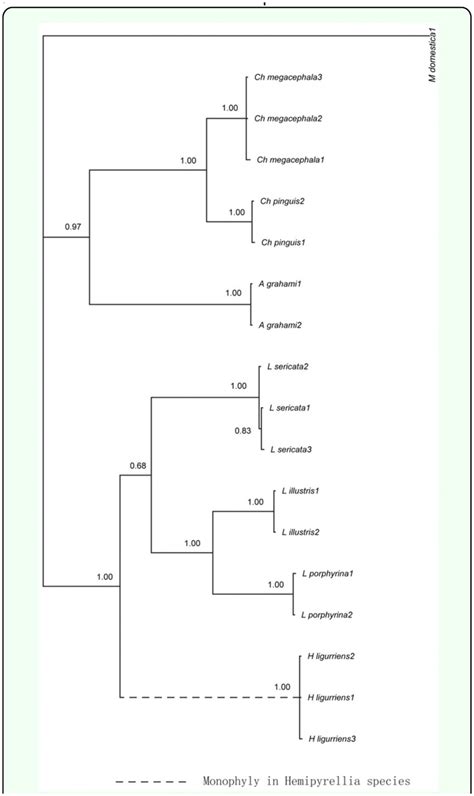 maximum likelihood phylogram based on coi cytb nd5 and its2