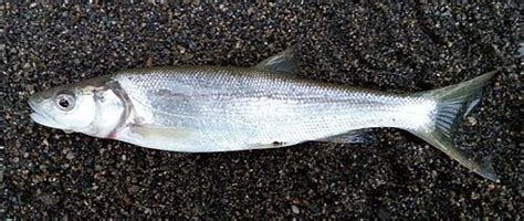 Northern Pikeminnow Wikipedia