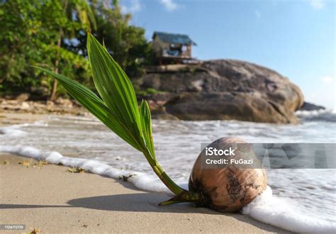 코코넛 나무 태국 코 팡 안에에서 열 대 해변의 해 안에 세척을 새싹 코코넛 음식에서 화장품에 이르기까지 사용의 그들의 다양성에 대 한 알려져 있다 0명에 대한 스톡 사진