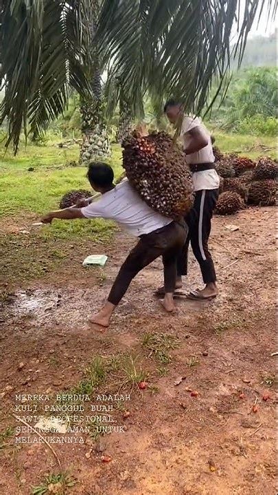 Perjuangan Adik Dan Kakak Untuk Mencari Nafkah ‼️ Adikkakak Sawit