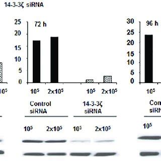 siRNA knockdown of ζ expression in HEK cells A time Download Scientific Diagram