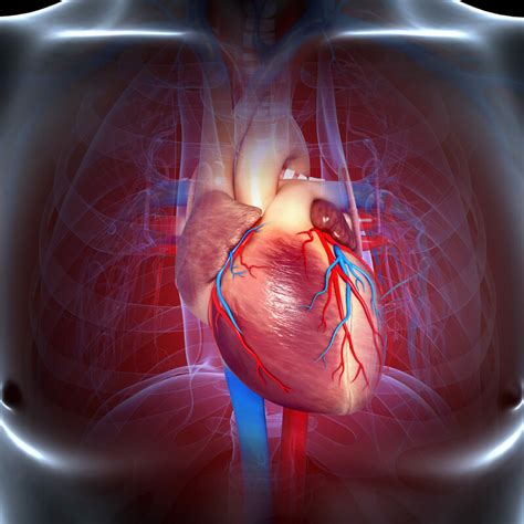 Knowing The Difference Between Cad Symptoms And A Heart Attack Rare