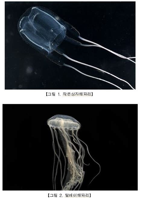 해파리 독이 치매를 억제한다kiost 새로운 펩타이드 발견 네이트 뉴스