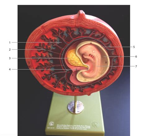 Embryonic Development Diagram Quizlet
