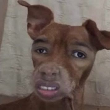 Dog Meme Face