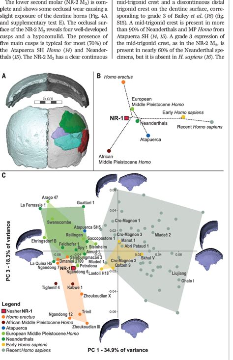 The Nr 1 Parietal Bones And Their Analyses A Virtual Reconstruction Download Scientific