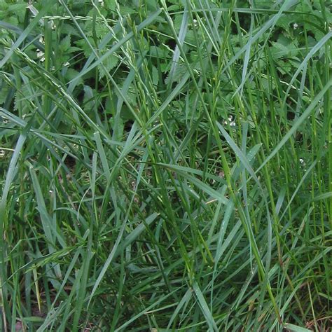 Bgm5 With Ryegrass Wild Wales Seeds