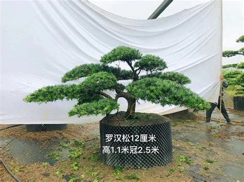 2020 11 24 083036 花瓣网