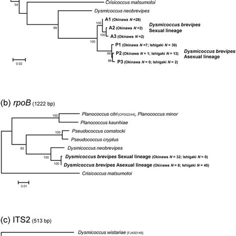 Phylogeny Of The Sexual And Asexual Lineages Based On Partial Sequences Download Scientific