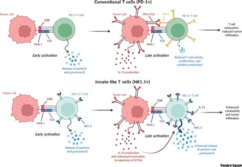 Cytotoxic T Cells Cancer
