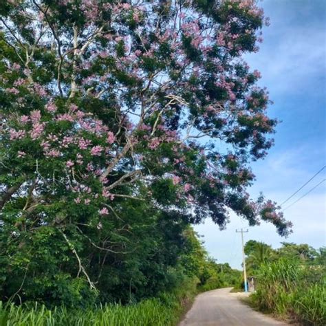 El Machiche árbol Que Crece En Guatemala Aprende