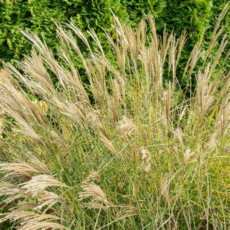 Ornamental Grasses — Ornamental Grasses