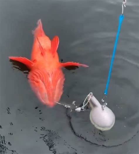 $863 Potential Rockfish Fine - Island Fisherman Magazine