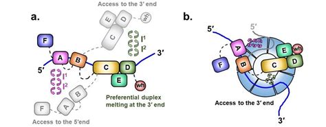 Dynamics Of Rpa Dbds And Modulation By Rad52 A Sequential And Download Scientific Diagram