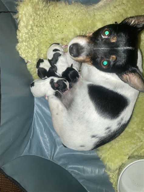 Mini Foxie Toowoomba Qld Petsforhomes