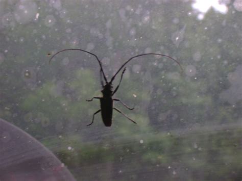 Ugly Bug British Expats