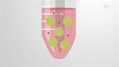 Generating Neural Progenitors From Mouse Embryonic Stem Cells By The