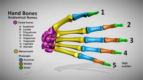 Carpal 3d Models Sketchfab