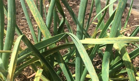 Rust Control Of Rust Diseases Of Plants Kiwicare