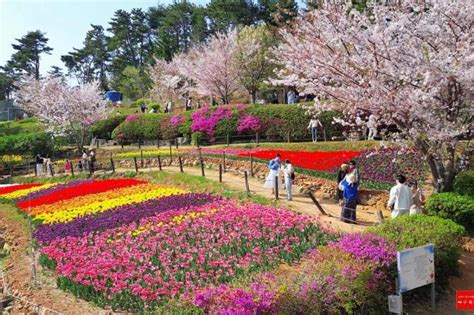 가본 사람들 모두 감탄… 꽃길과 바다 풍경이 어우러진 봄 여행지 여행을말하다