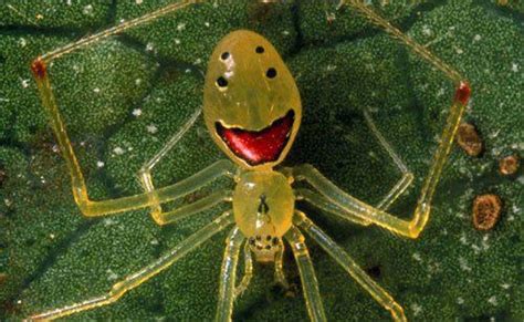Smiley Face Spider The Hawaiian Happy Face Spider Theridion Grallator
