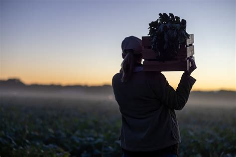 금발 머리를 가진 여성 농부가 저녁에 농경지 앞에 서서 야채로 가득 찬 상자를 어깨 위에 들고 있다 나름에 대한 스톡 사진 및 기타 이미지 Istock