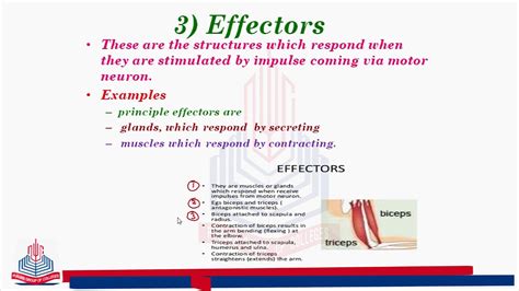 Effector Definition 65 Nerves Hormones And Homeostasis Bioninja