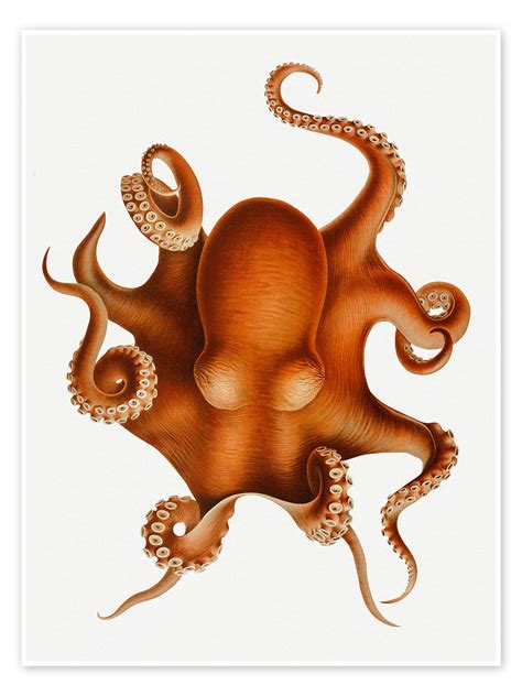 The Polypus Levis Octopus Print By Carl Chun Posterlounge